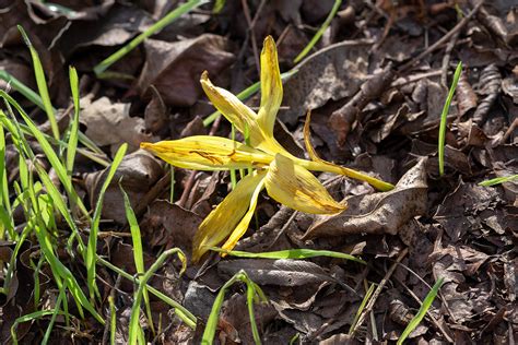 Sternbergia clusiana - Изображение особи - Плантариум