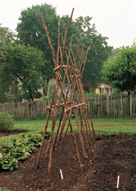 Cucumber Trellis Tripod Garden Plant