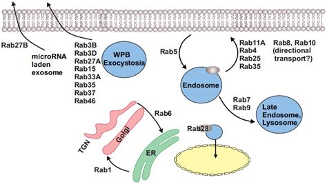 Cells Free Full Text Rab Gtpases As Modulators Of Vascular Function