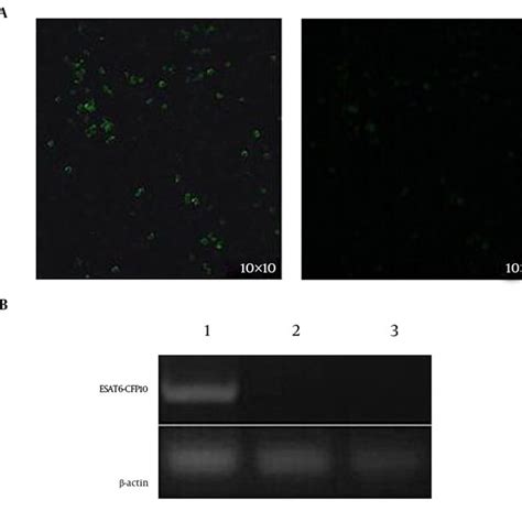 Cell Proliferation And No Production Capacity Assays Download