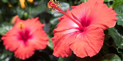 Discover The Spiritual Meaning Of Hibiscus And Its Powerful Benefits