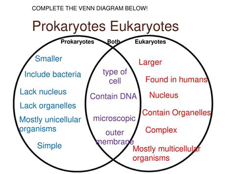 Biomolecules Enzymes Cell Structure Prokaryotes Vs Eukaryotes Ppt