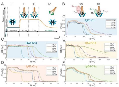 Celentyx Ltd Reveals Complement Activation By Igg Subclasses John