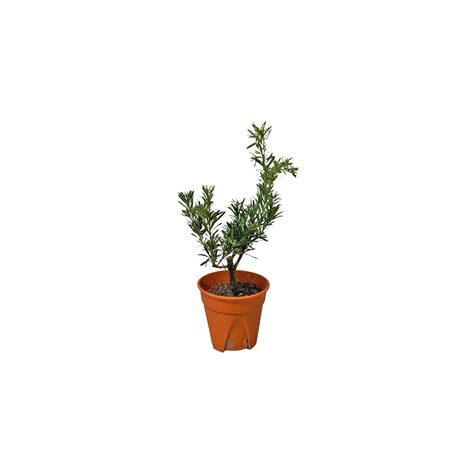 Podocarpus Macrophyllus 罗汉松 Japanese Yew