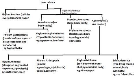 Invertebrates Classification Chart