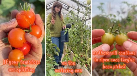 Gardener Shares What To Do To Keep Your Tomatoes From Splitting Before