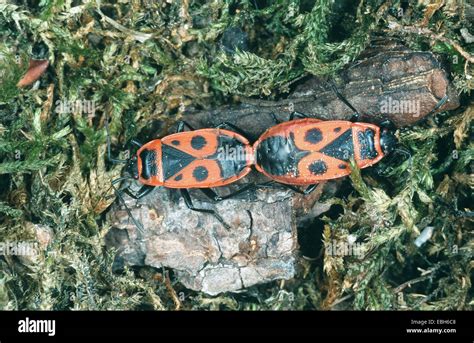Firebug Pyrrhocoris Apterus Stock Photo Alamy