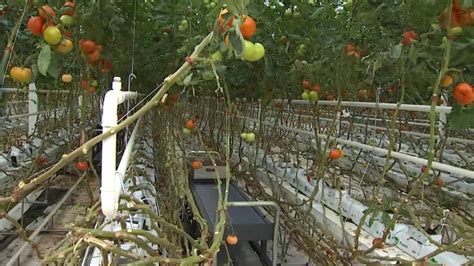 Attert une serre de tomates 100 autonome à la Ferme du Faascht TV Lux