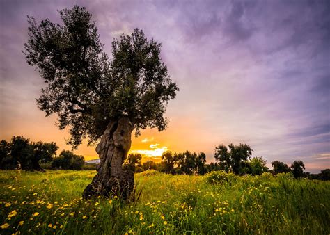 Italy Trees