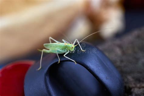 Grasshopper On A Water Bottle Stock Image Image Of Outdoors Wildlife 375084313