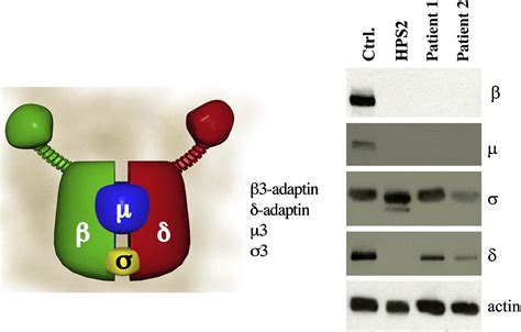 Novel Insights From Adaptor Protein 3 Complex Deficiency Journal Of
