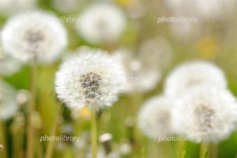 Photolibrary