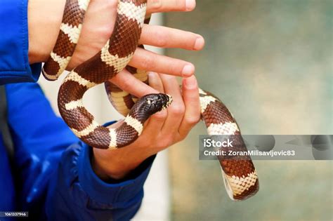 Muchacho Con Serpientes Hombre Tiene En Las Manos Reptil Común Rey