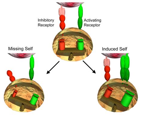 Illustration Of Missing And Induced Self The NK Cell Bottom Can Bind