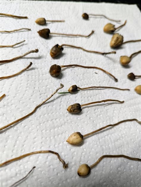 Libs Found South East England R Semilanceata