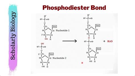 Phosphodiester Bond And Polynucleotide Chain Biology Class 11 12 Neet Youtube