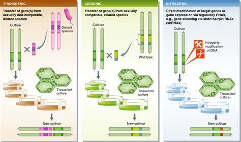 “genetically Modified Lite” Placates Public But Not Activists New Technologies To Manipulate