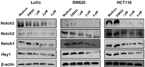 Effects Of Niclosamide On Notch Signaling Pathway In Colon Cancer