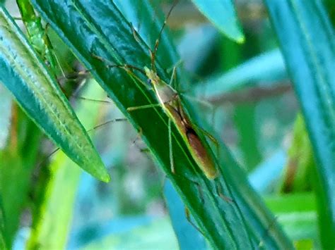 Paddy Bug From Bowen Qld 4805 Australia On August 18 2023 At 03 04 Pm