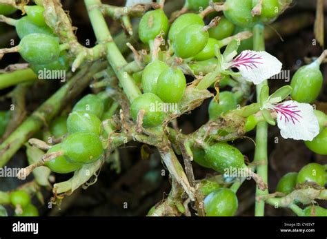 Cardamom Plant Elettaria Cardamomum Close Up In Munnar Kerala Stock