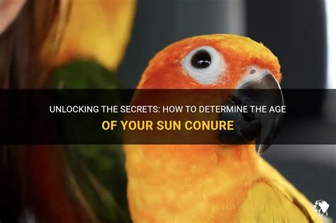 Unlocking The Secrets How To Determine The Age Of Your Sun Conure