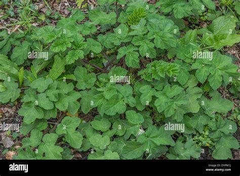 Common Hogweed Cow Parsnip Heracleum Sphondylium Early Pre Flowering Foliage April Cow Common Hogweed Cow Parsnip Heracleum Sphondylium Early Pre Flowering Foliage April Cow