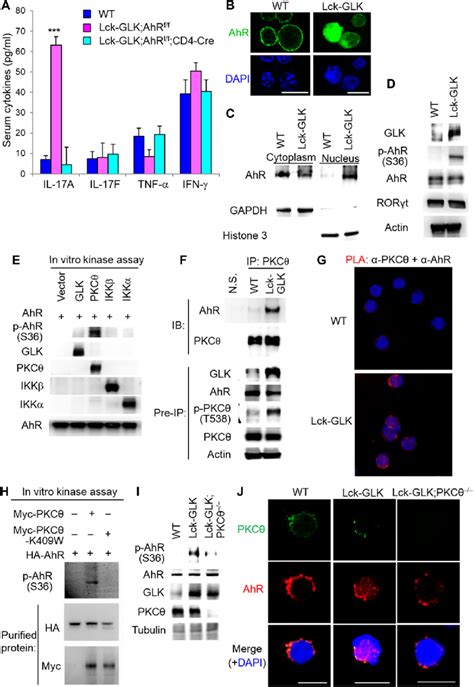 Pkc Phosphorylates Ahr And Induces Its Nuclear Translocation A The