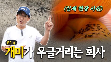개미가 바글바글한 회사 다녀왔습니다 ㄷㄷ 개미 셀프 방역하는 법 알려드림 [ep 4 Before]ㅣ모든더케어존ㅣ개미 방역ㅣ개미