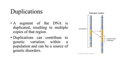 Mutation Repair And Dna Replicationpptx
