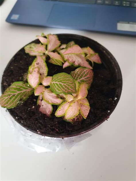 Help Identifying House Plants Rhouseplants