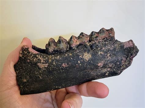 Fossil Tapir Jaw 00699 Craniates Curiosites Oddity Sales And