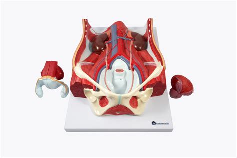Urinary System Dual Sex Model Eduscience Uk Ltd