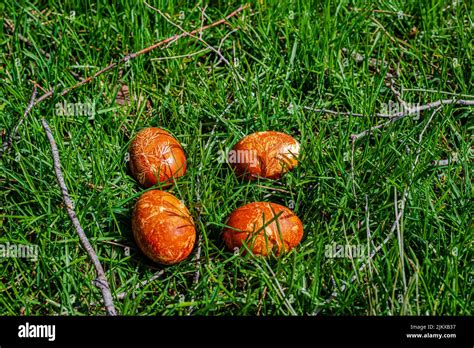 Easter Eggs Naturally Dyed With Onion Skins Stock Photo Alamy