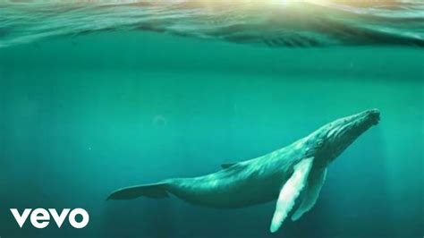 Alok Zeeba IRO Ocean YouTube