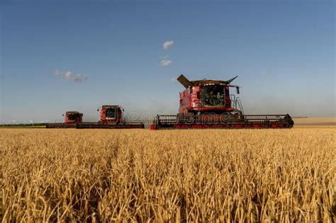 Three Combines Go In A Row Through A Field Of Ripe Wheat Combines Harvest Grain Editorial Stock