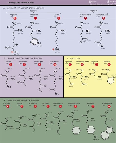 Amino Acid Charge Chart