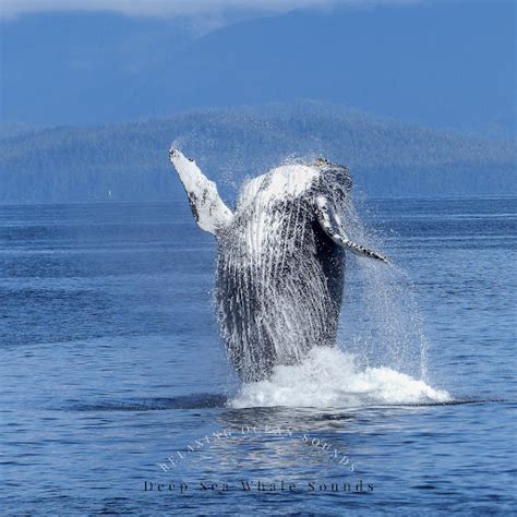 Relaxing Ocean Sounds Youtube Music