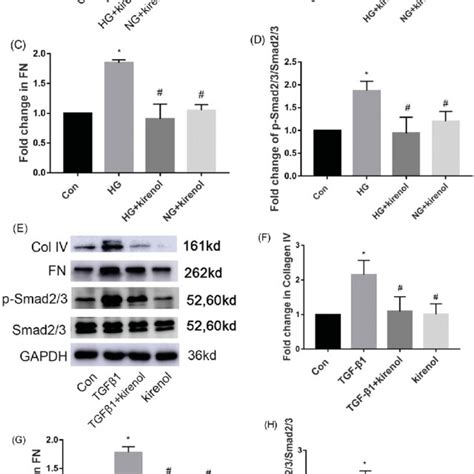 Kirenol Downregulated Hgtgf B Induced Tgf Bsmads Signalling Pathway