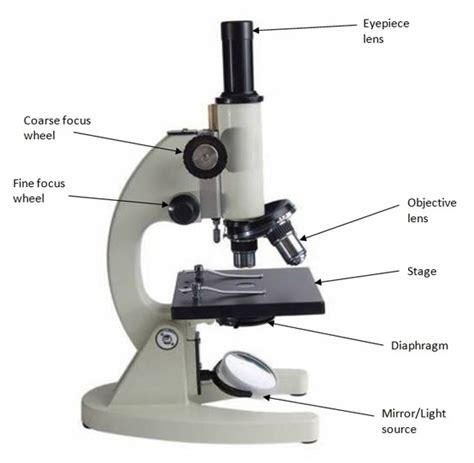 Diagram Of Lc Parts Of Microscope Quizlet