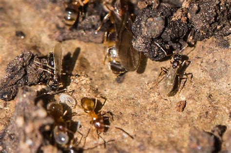 Ant Nylanderia Flavipes BugGuide Net