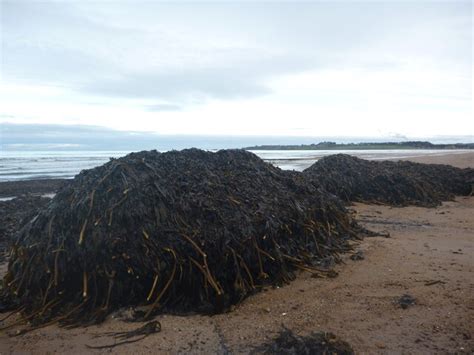 Coastal East Lothian Weed Harvest At © Richard West Cc By Sa 2 0