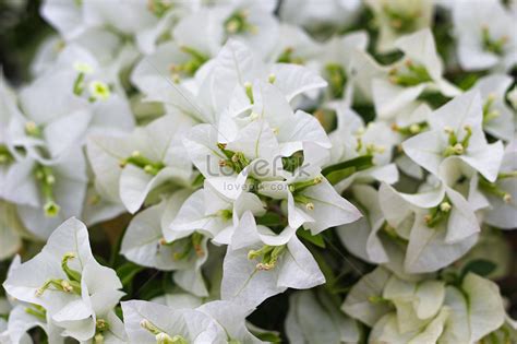 피는 흰색 부겐빌레아 사진 무료 다운로드 Lovepik