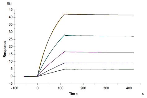 Mouse Flt3 Ligand Protein Flt Mm13l Kactus