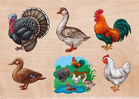 Домашние птицы и их детеныши для детей картинки с текстом