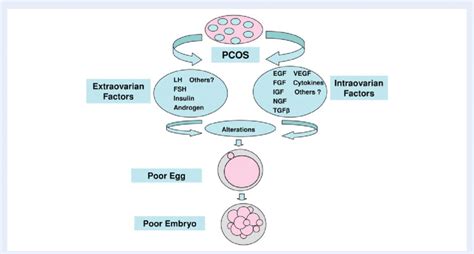 Intra And Extra Ovarian Factors Associated With The Pcos Pathology That