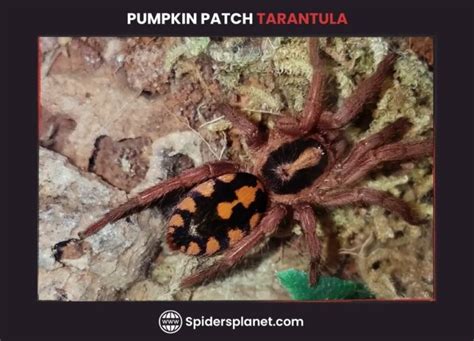 Pumpkin Patch Tarantula Hapalopus Formosus Ultimate Advice