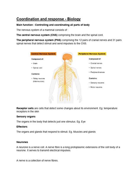 Coordination And Response Pdf Neuron Nervous System