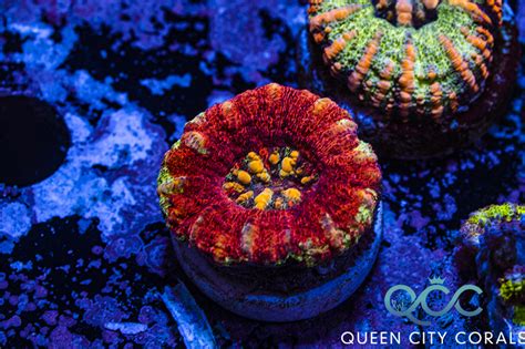 Ultra Button Scoly Queen City Corals
