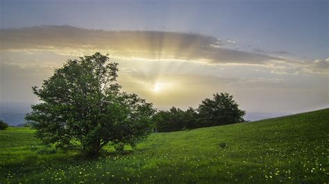 1920x1080 Resolution Tree Dawn Grass 1080p Laptop Full Hd Wallpaper