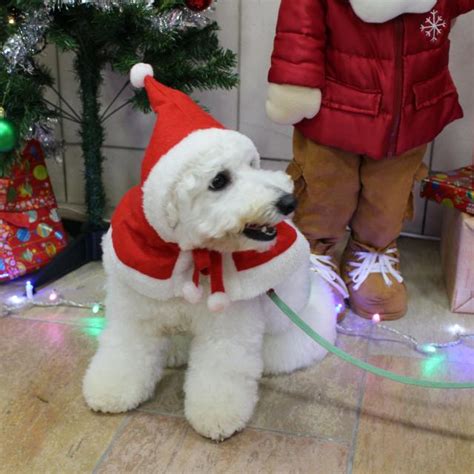 クリスマスイベント／国際動物専門学校のオープンキャンパス情報と予約申込【スタディサプリ 進路】